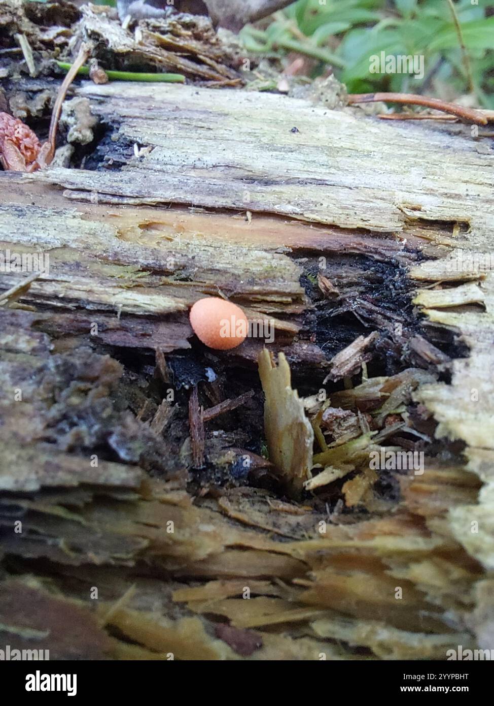 Wolf's Milk (Lycogala epidendrum Stock Photo - Alamy