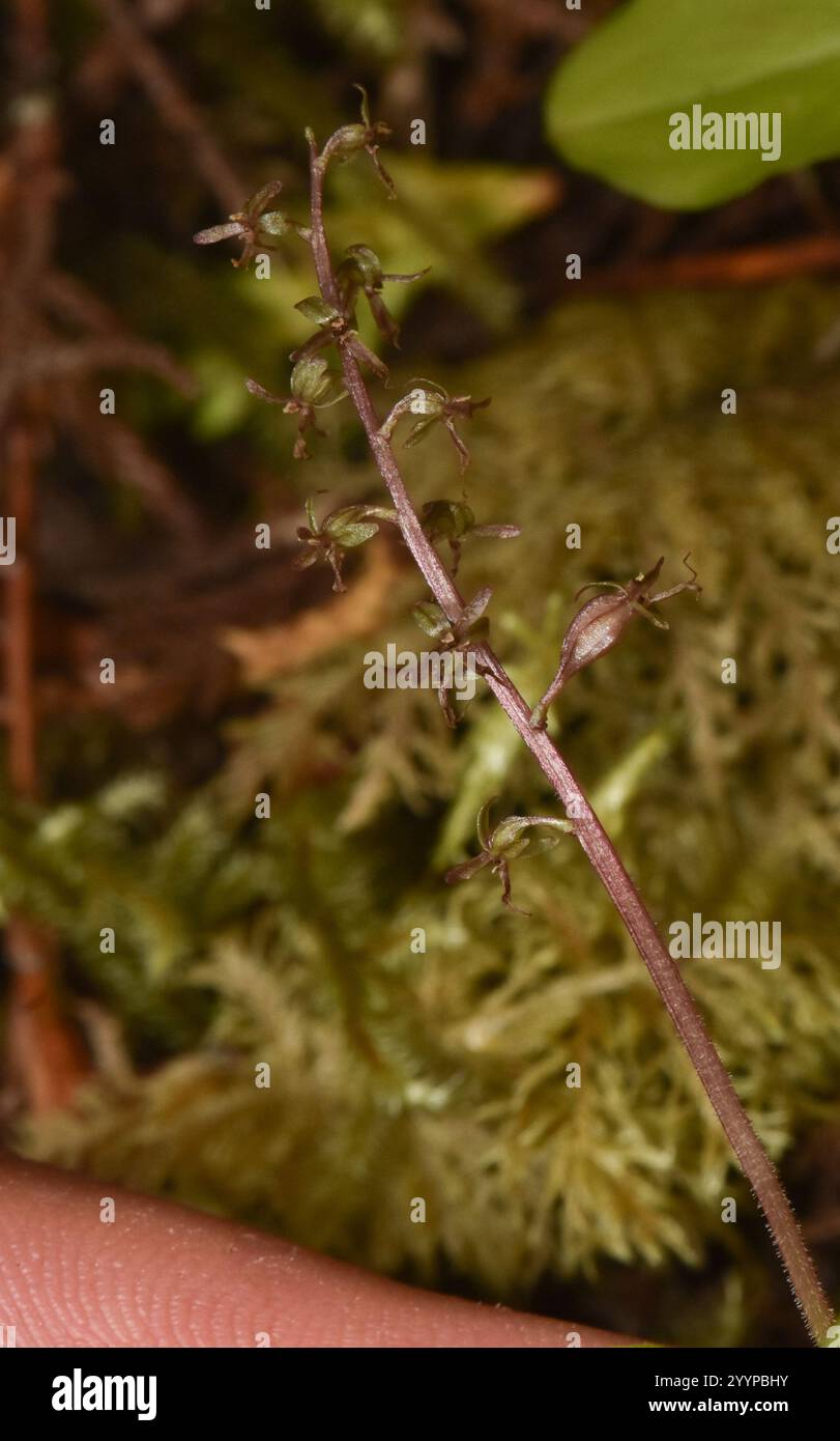 Heartleaf Twayblade (Neottia cordata Stock Photo - Alamy
