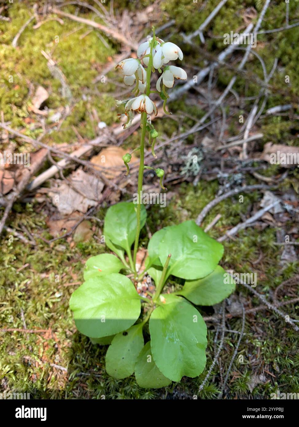 shinleaf (Pyrola elliptica Stock Photo - Alamy