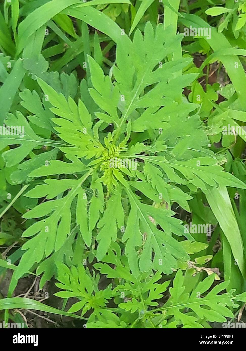 common ragweed (Ambrosia artemisiifolia Stock Photo - Alamy