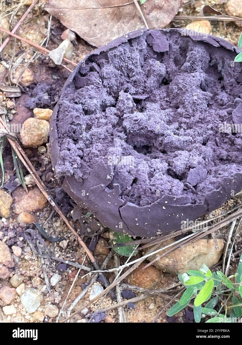 Purple-spored Puffball (Calvatia cyathiformis Stock Photo - Alamy