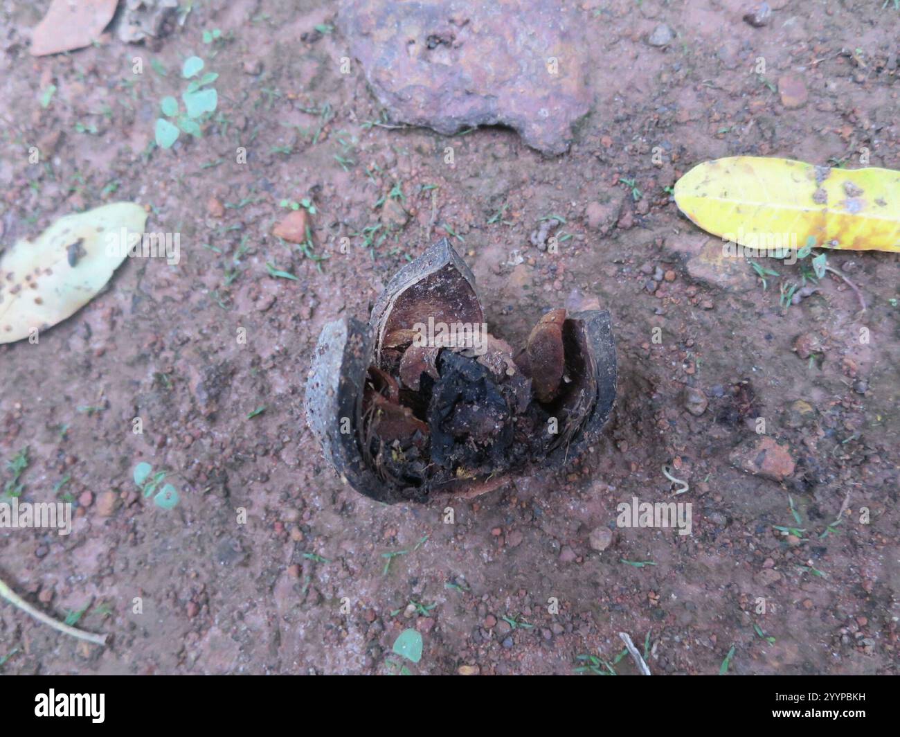 African mahogany (Khaya senegalensis Stock Photo - Alamy