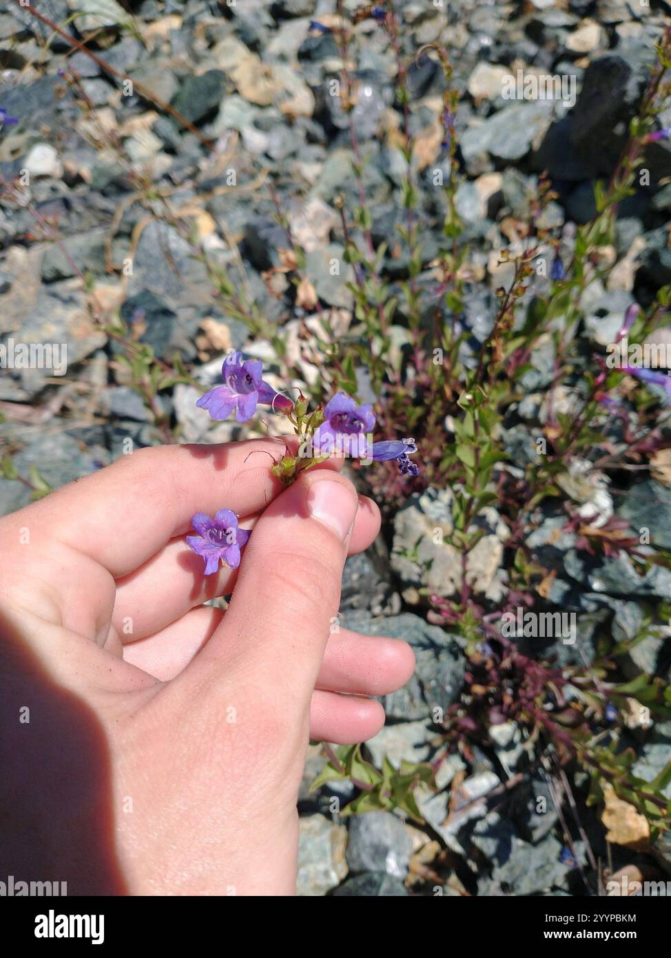Short Stalk Penstemon (Penstemon parvulus Stock Photo - Alamy