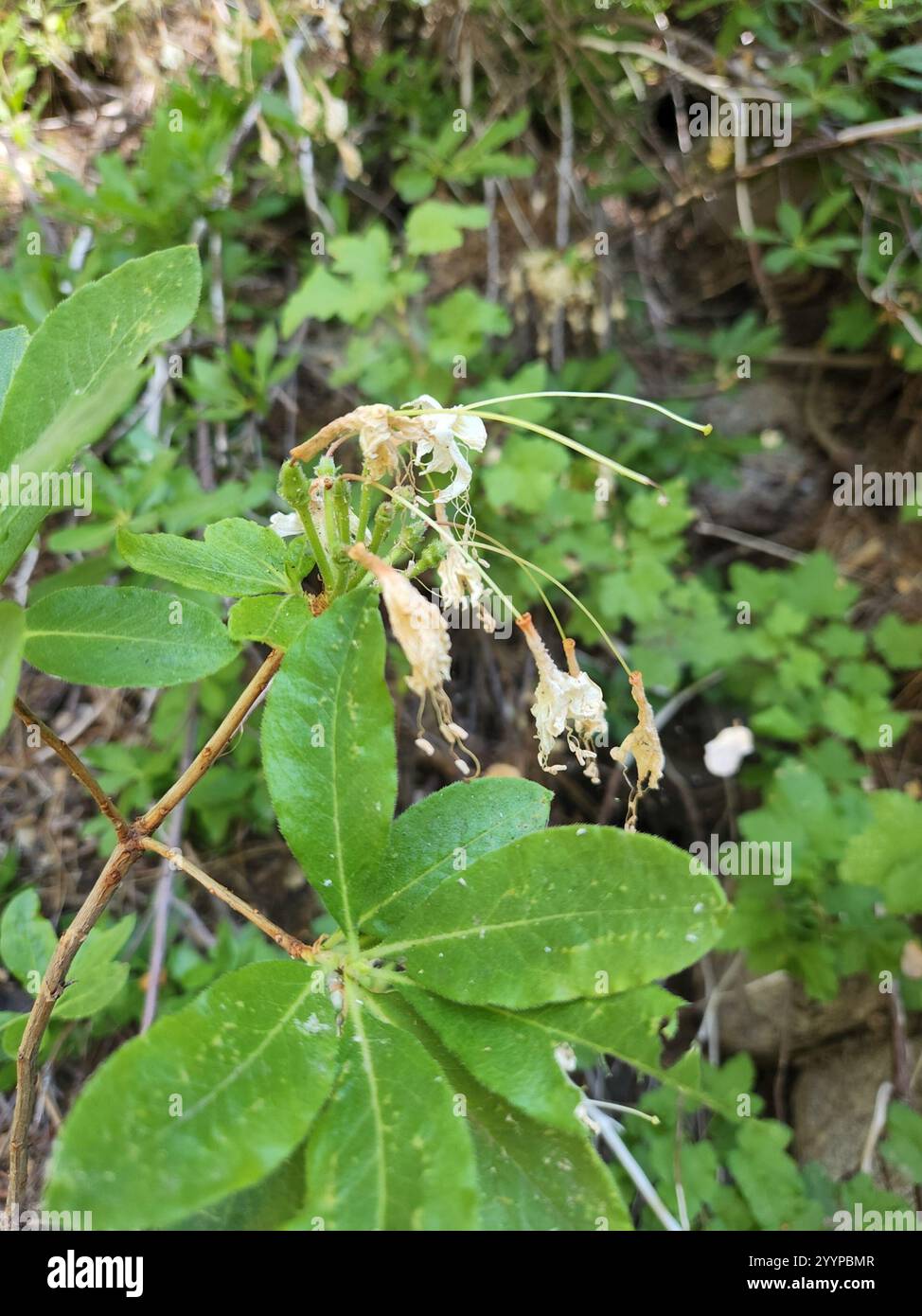 western azalea (Rhododendron occidentale Stock Photo - Alamy