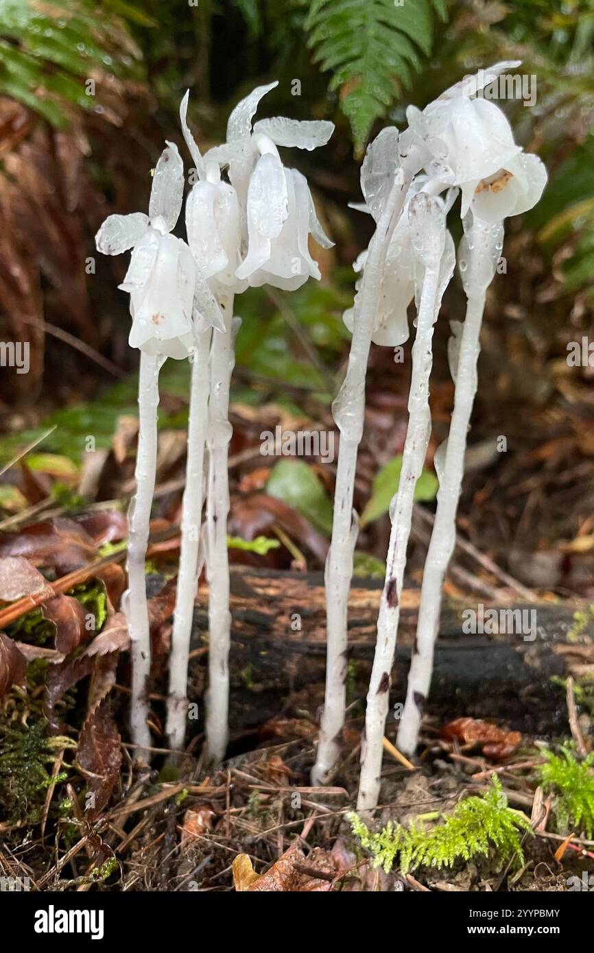Ghost Pipe (Monotropa uniflora Stock Photo - Alamy