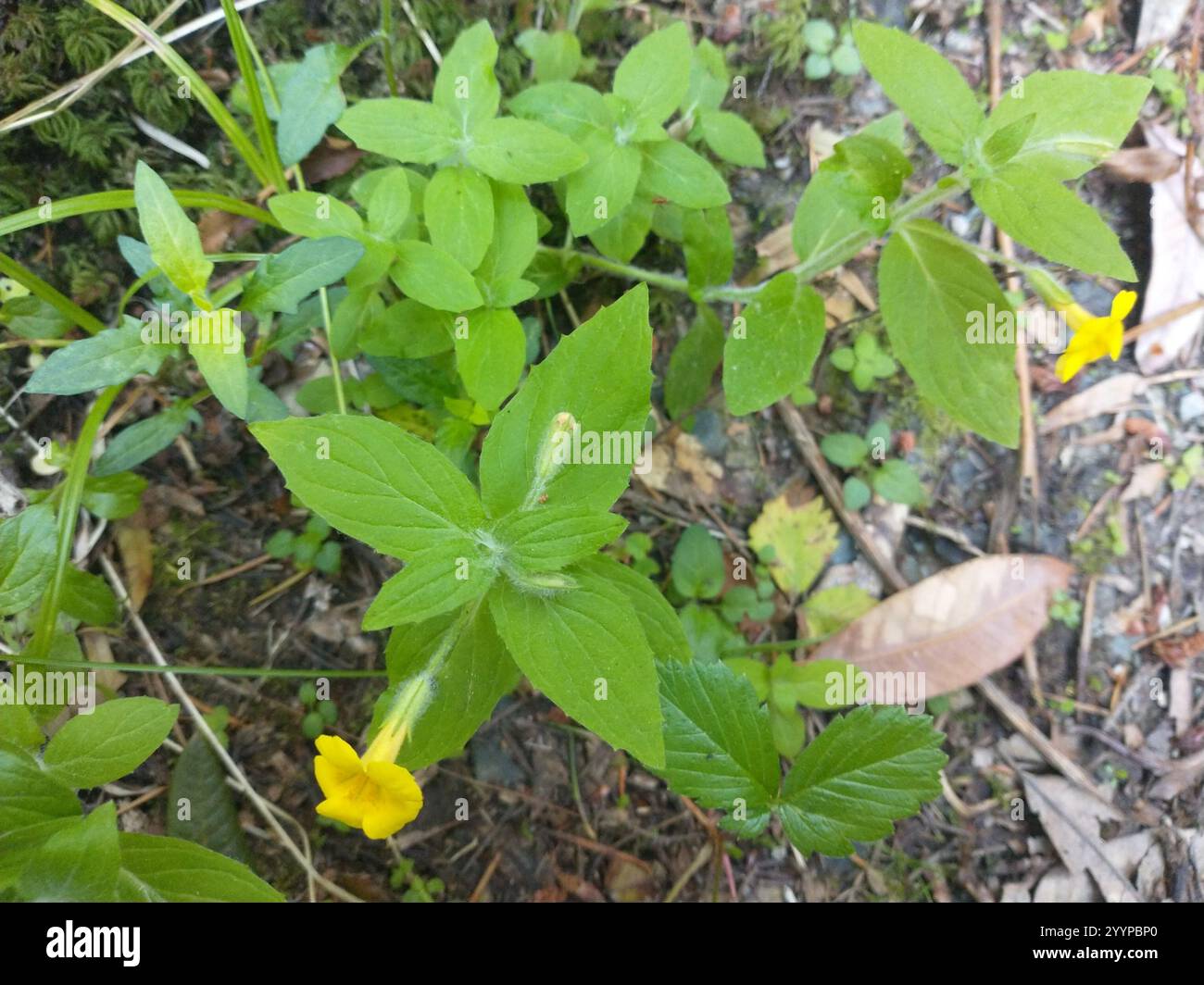 wing-leaf monkeyflower (Erythranthe ptilota Stock Photo - Alamy