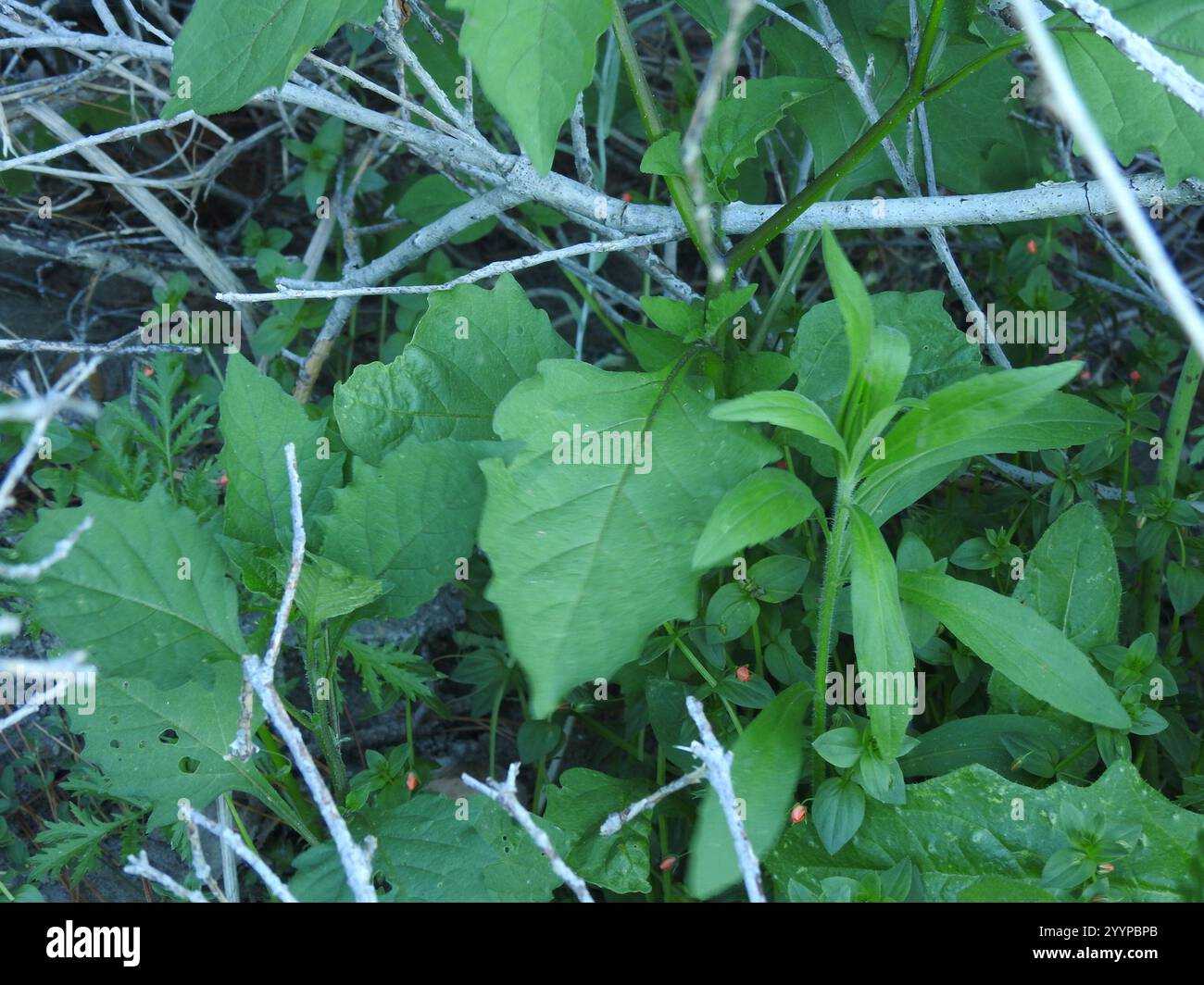greenspot nightshade (Solanum douglasii Stock Photo - Alamy