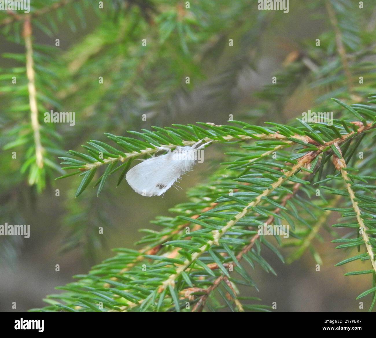 Swan Moth (Sphrageidus similis Stock Photo - Alamy