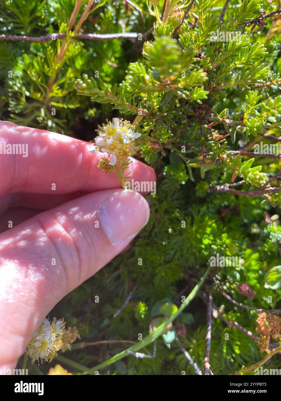 Partridgefoot (Luetkea pectinata Stock Photo - Alamy