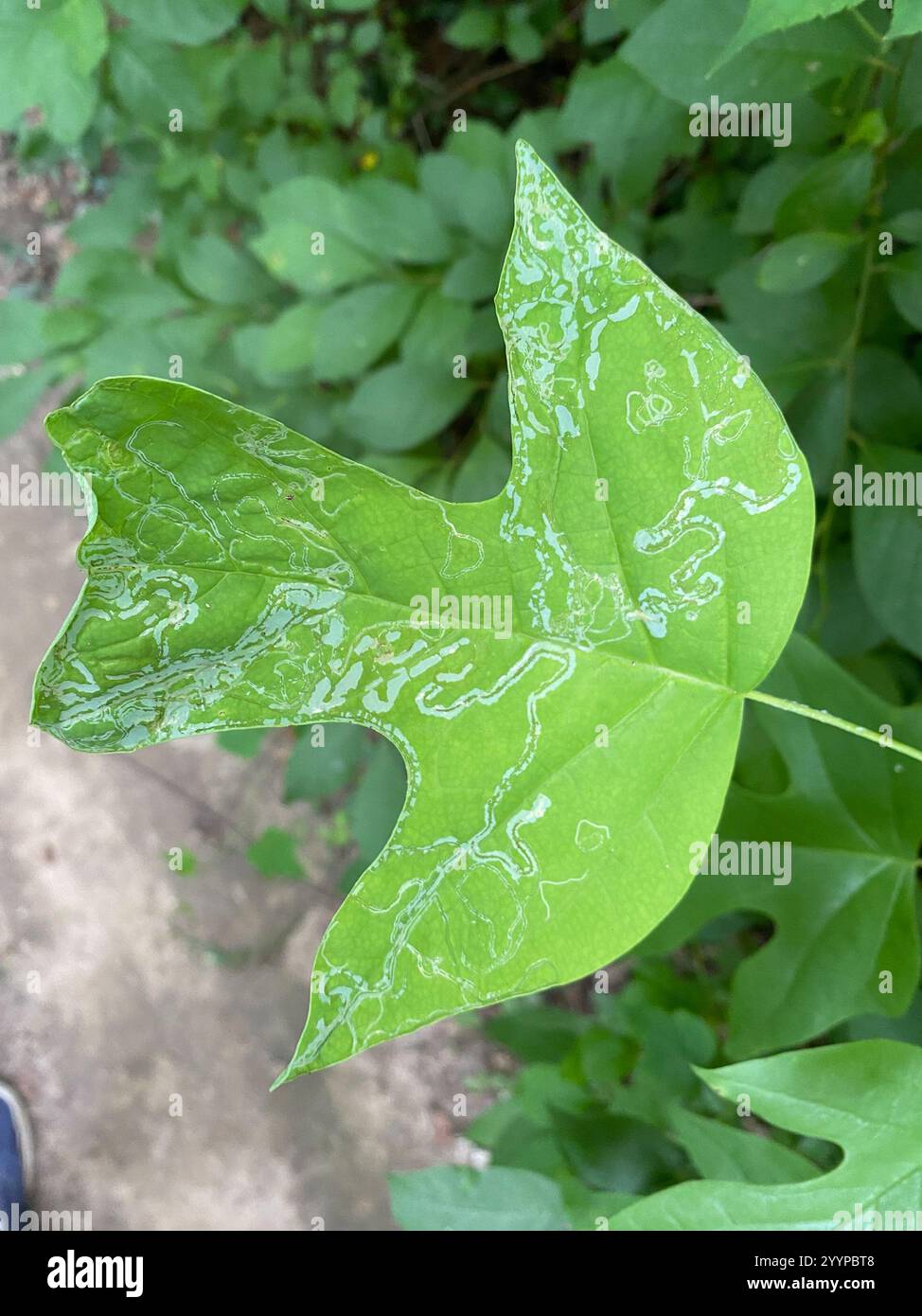 Tulip Tree Leaf Miner (Phyllocnistis liriodendronella Stock Photo - Alamy