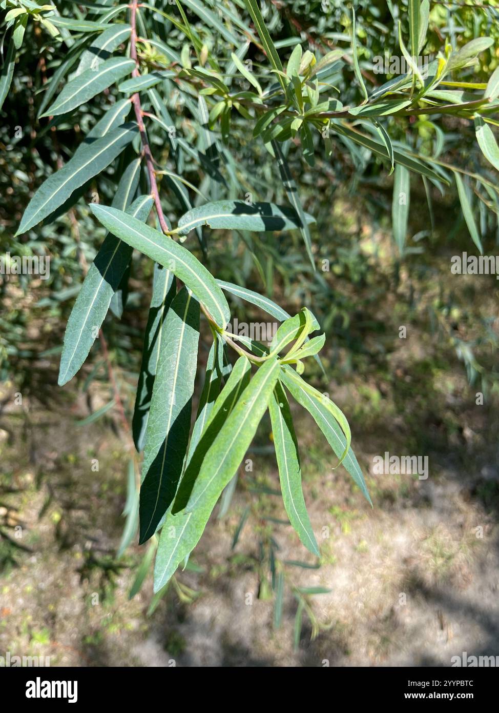 Purple Willow (Salix purpurea Stock Photo - Alamy