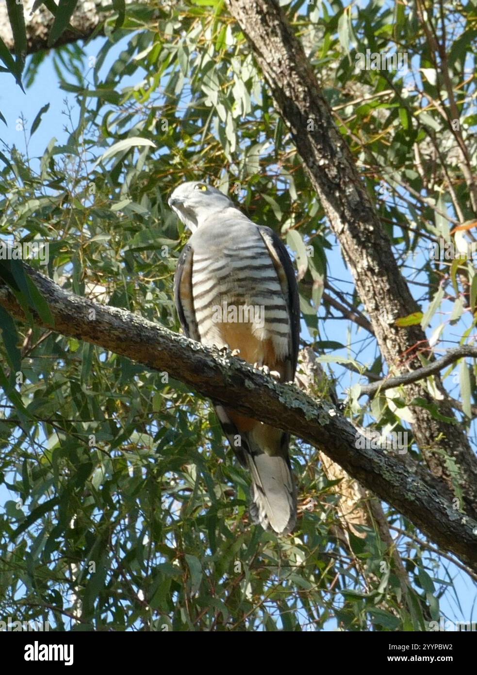 Pacific Baza (Aviceda subcristata Stock Photo - Alamy