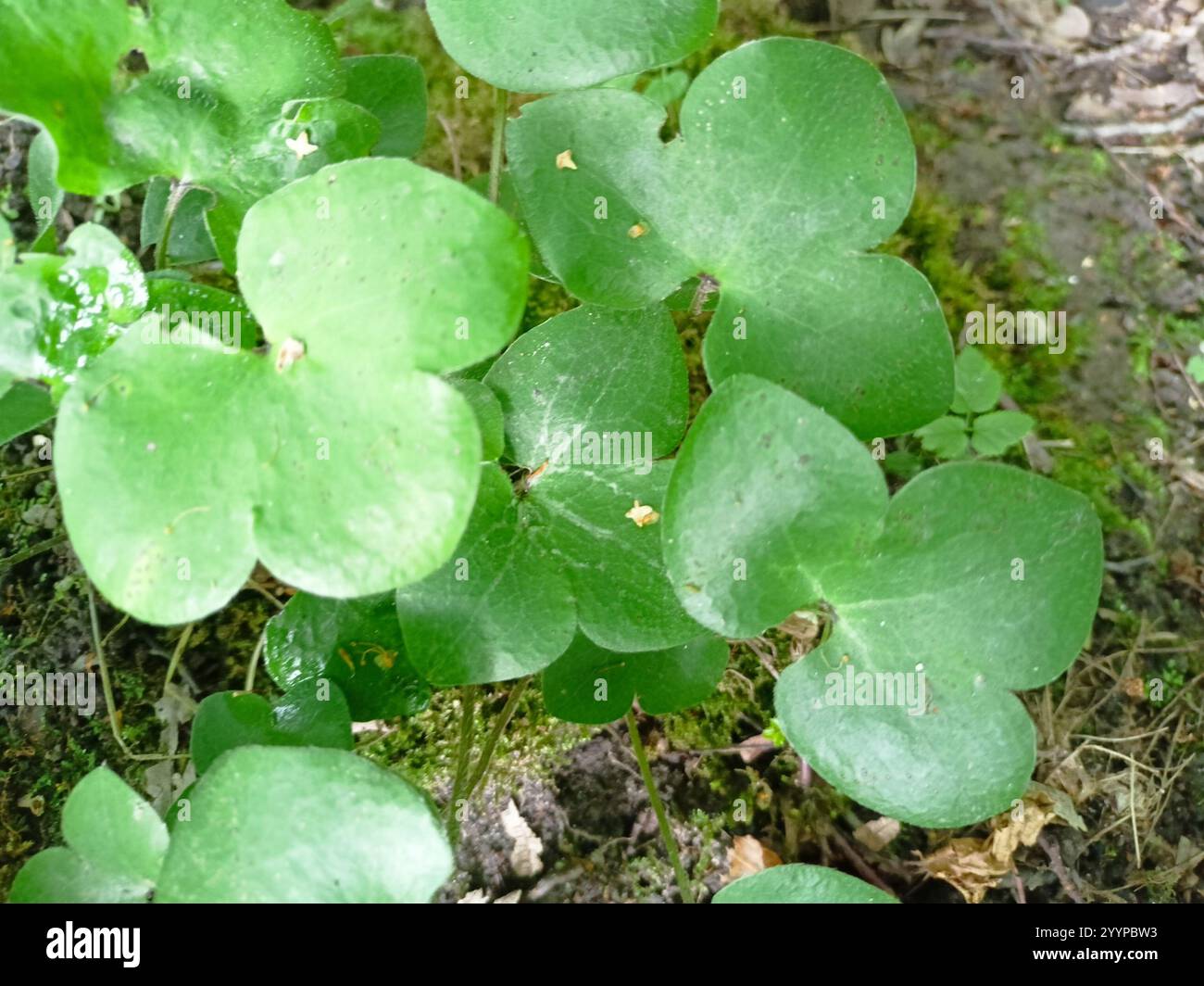 Liverleaf (Hepatica nobilis Stock Photo - Alamy