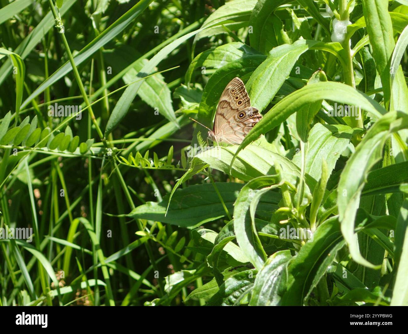 Lethe anthedon hi-res stock photography and images - Alamy