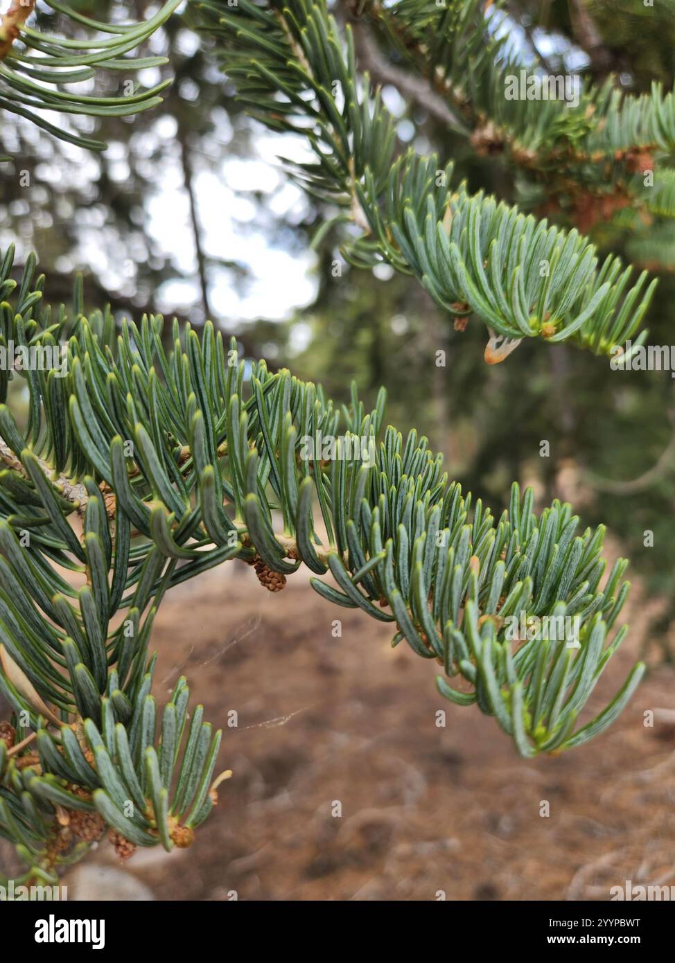 white fir (Abies concolor Stock Photo - Alamy