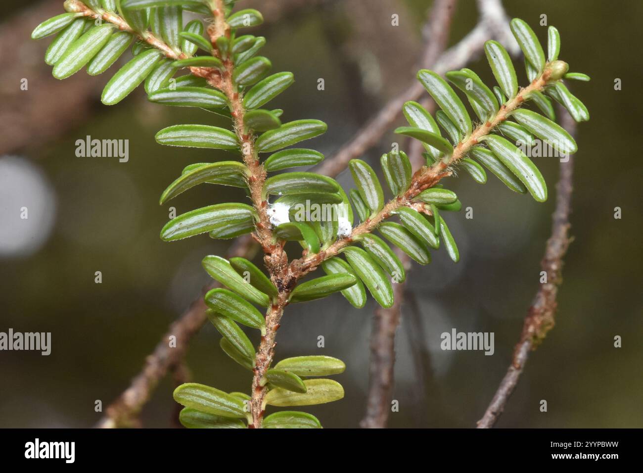 Hemlock Woolly Adelgid (Adelges tsugae Stock Photo - Alamy