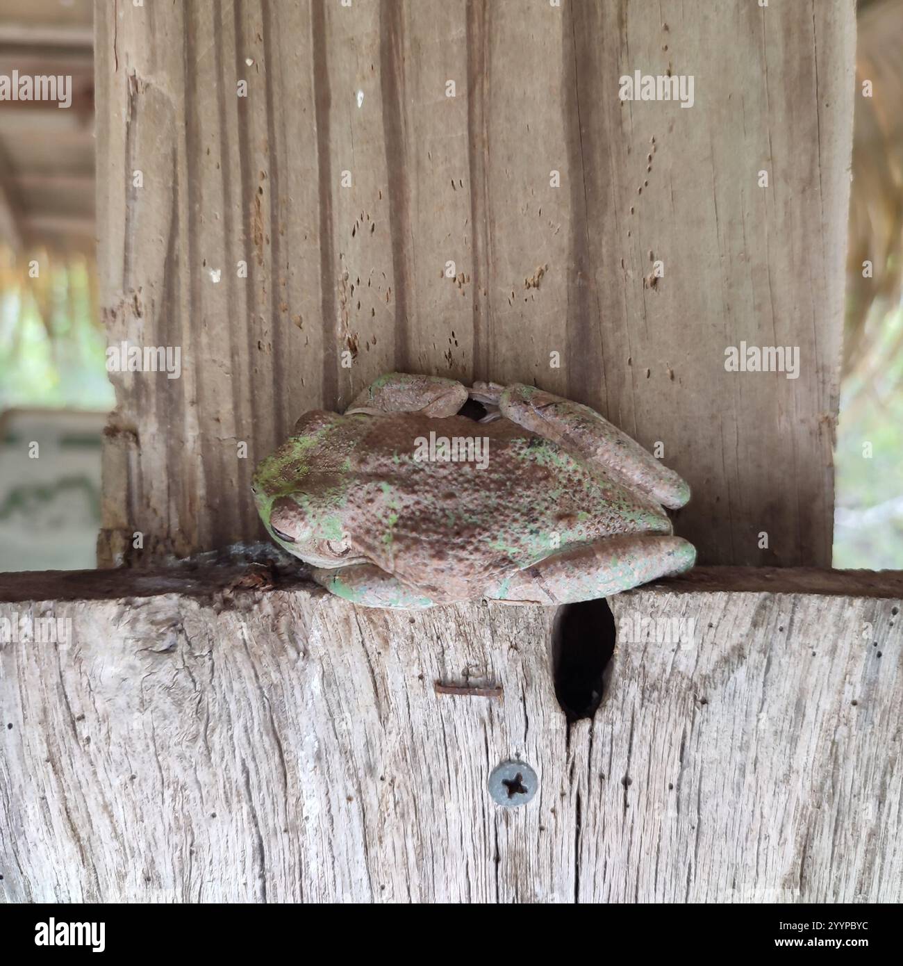 Cuban Tree Frog (Osteopilus septentrionalis Stock Photo - Alamy