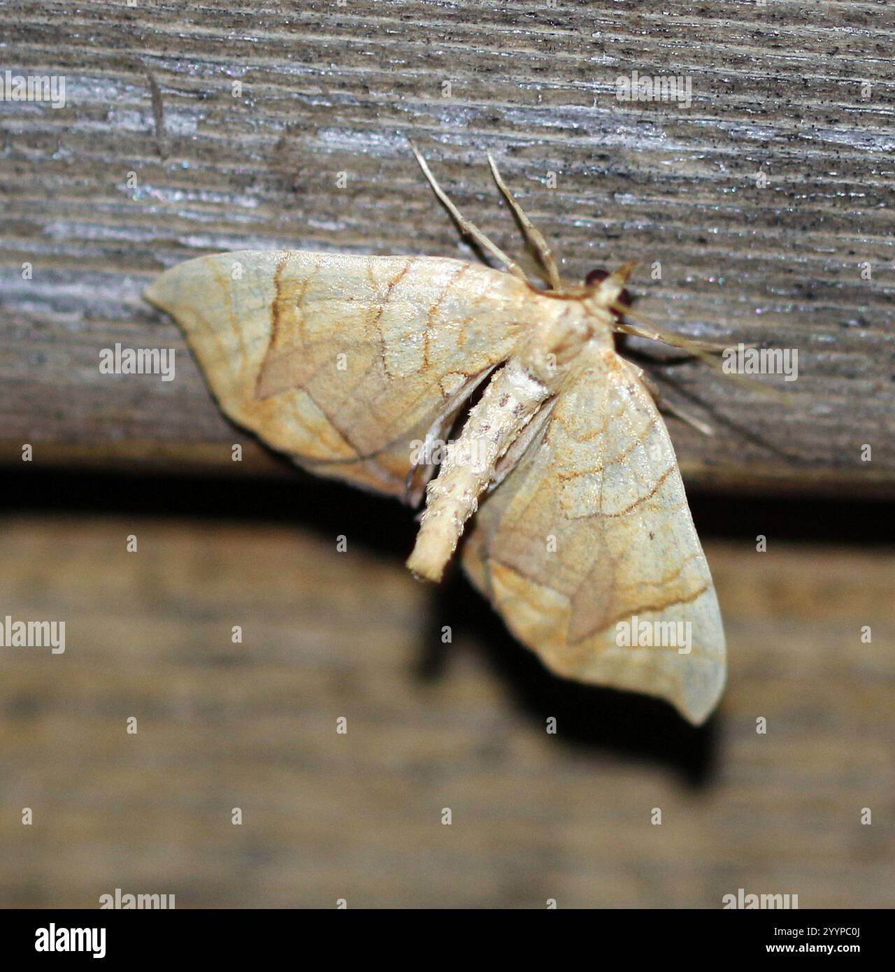 Lesser Grapevine Looper Moth (Eulithis diversilineata Stock Photo - Alamy
