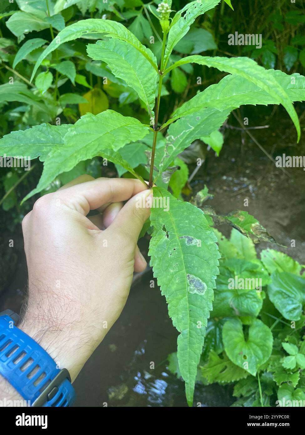 Joe-Pye weeds (Eutrochium Stock Photo - Alamy