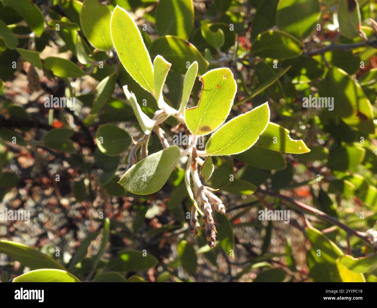 Common arctostaphylos manzanita hi-res stock photography and images - Alamy