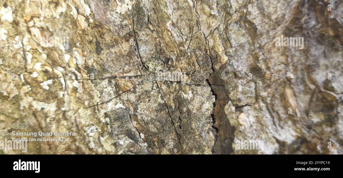 Two-tailed Spiders (Hersiliidae Stock Photo - Alamy