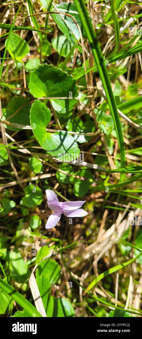 alpine marsh violet (Viola palustris Stock Photo - Alamy