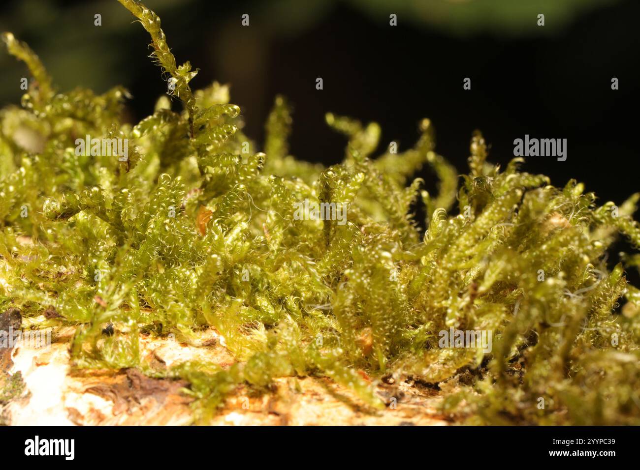 Cypress-leaved Plait-moss (Hypnum cupressiforme Stock Photo - Alamy