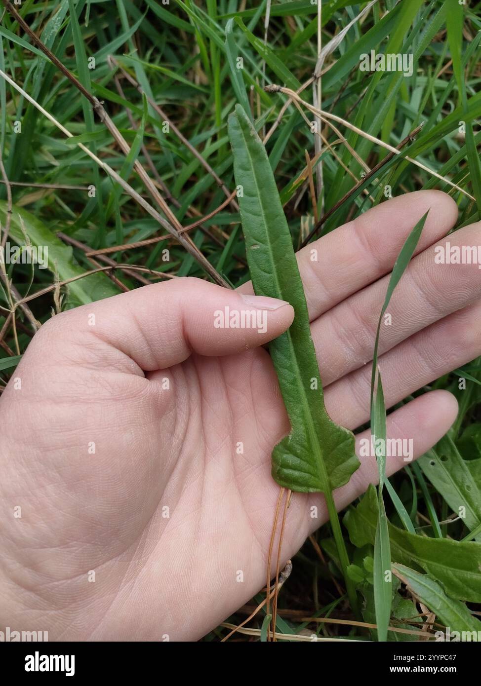 Slender Dock (Rumex brownii Stock Photo - Alamy