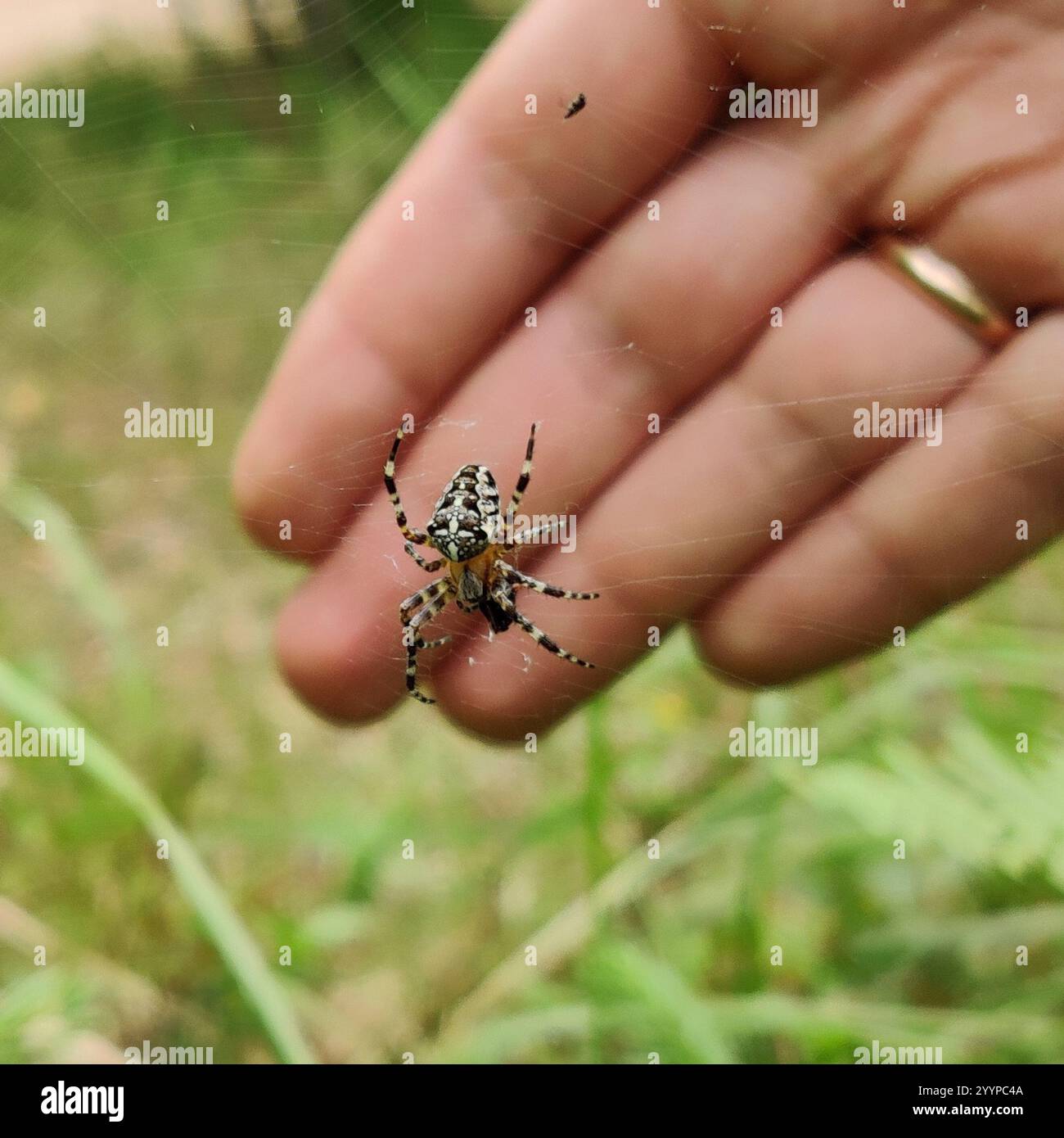 Cross Orbweaver (Araneus diadematus Stock Photo - Alamy