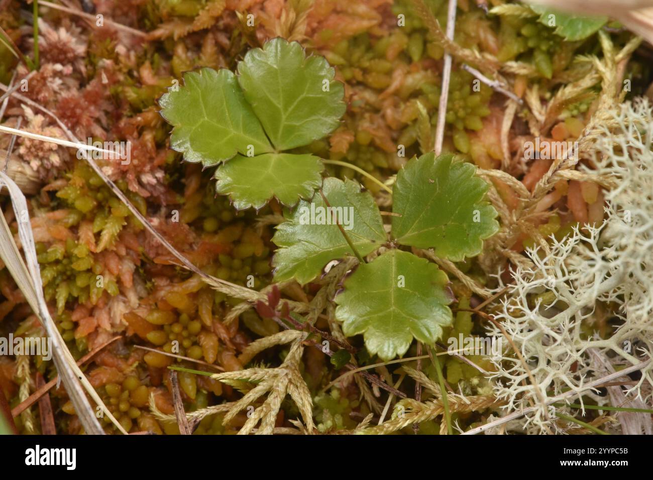 threeleaf goldthread (Coptis trifolia Stock Photo - Alamy