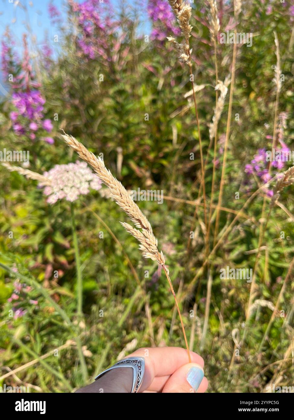 Yorkshire fog (Holcus lanatus Stock Photo - Alamy