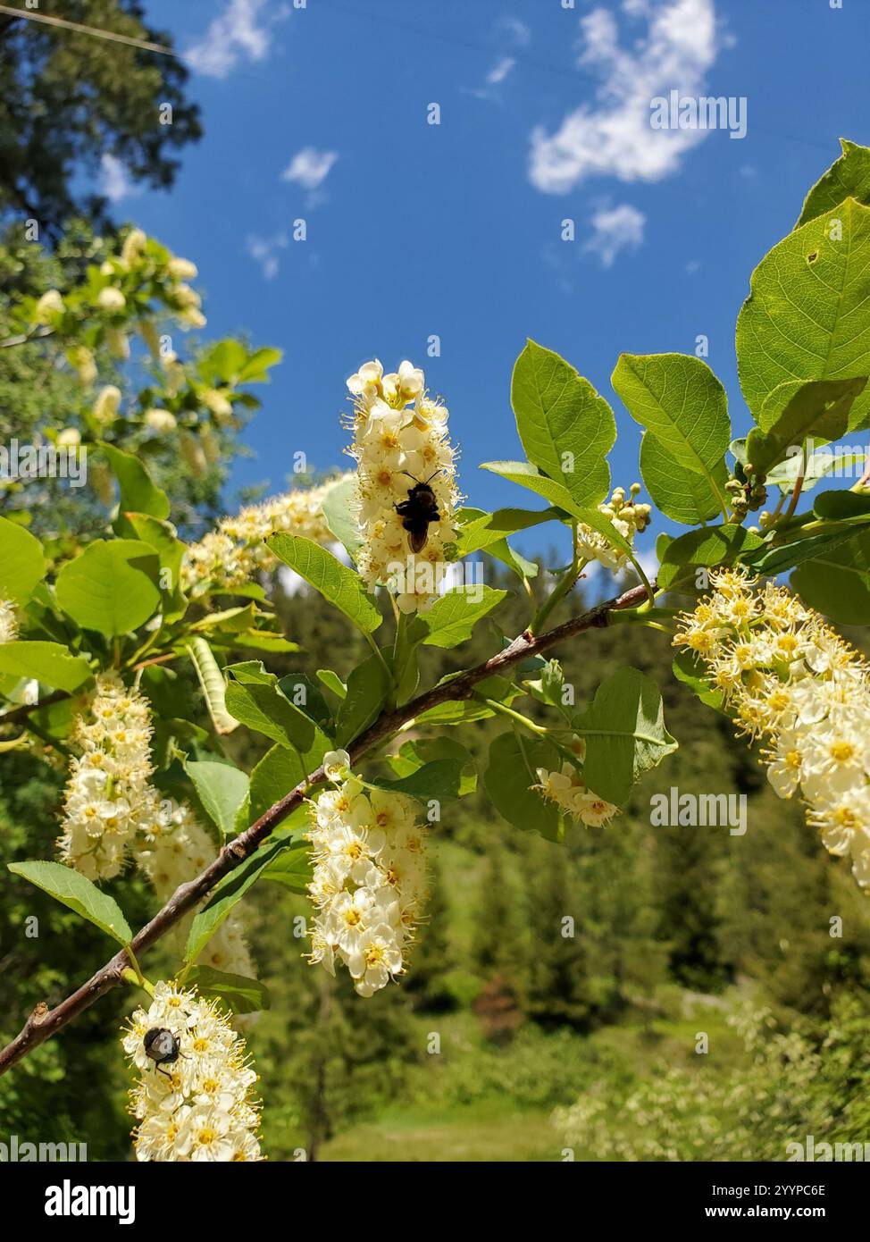Mining Bees (Andrena Stock Photo - Alamy