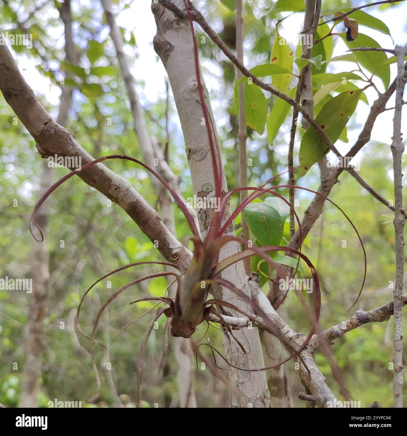 Balbis' airplant (Tillandsia balbisiana Stock Photo - Alamy