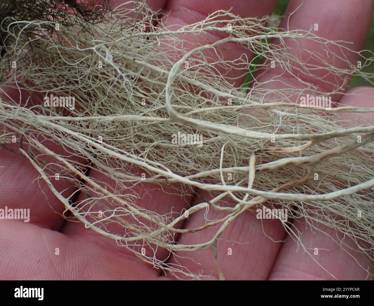 Witch's Hair (Alectoria sarmentosa Stock Photo - Alamy