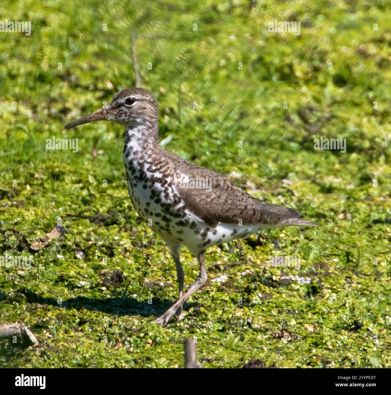 Spotted Sandpiper (Actitis macularius Stock Photo - Alamy