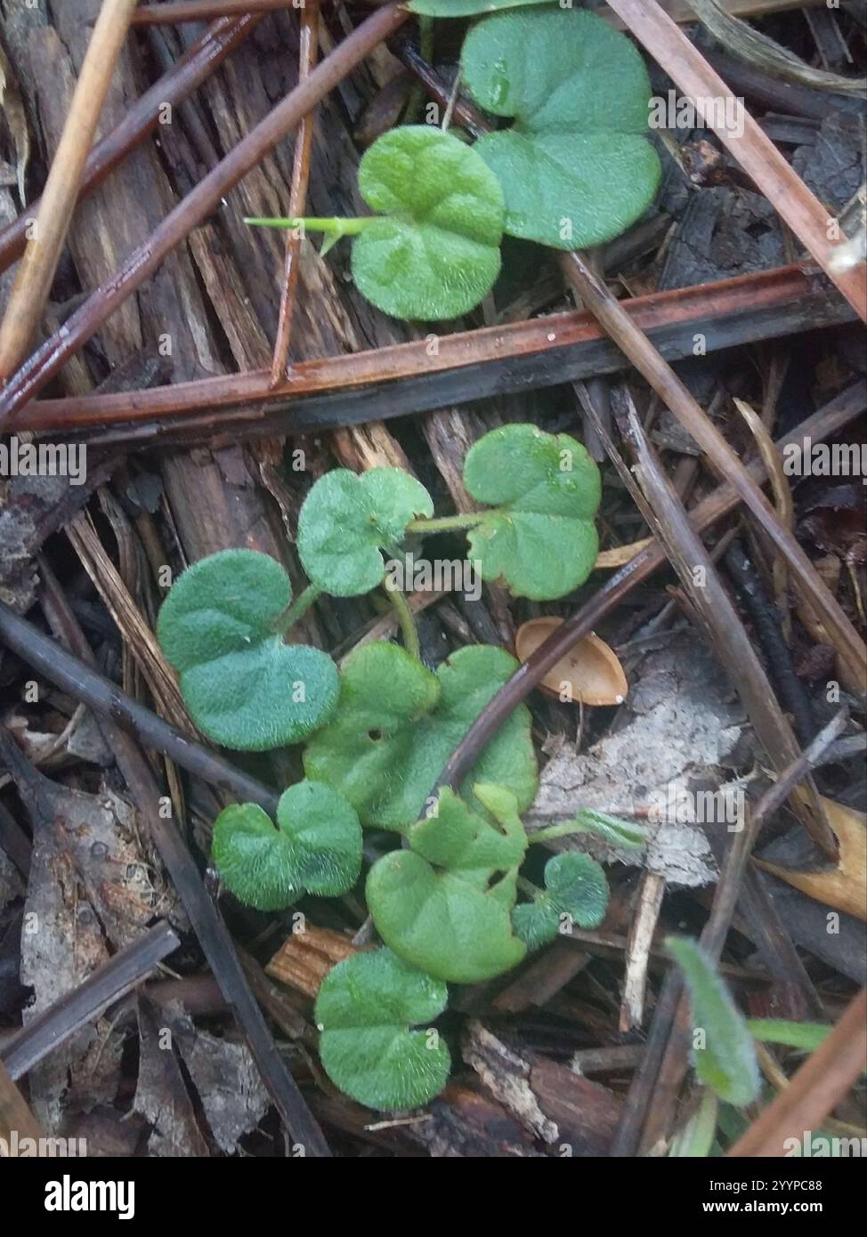 kidney weed (Dichondra repens Stock Photo - Alamy