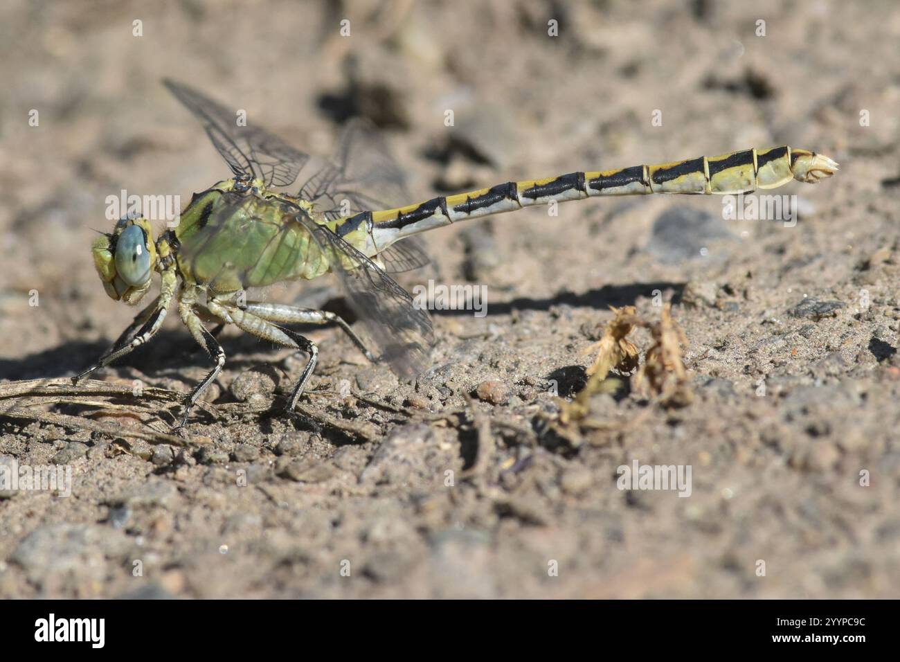 Pale Snaketail (Ophiogomphus severus Stock Photo - Alamy