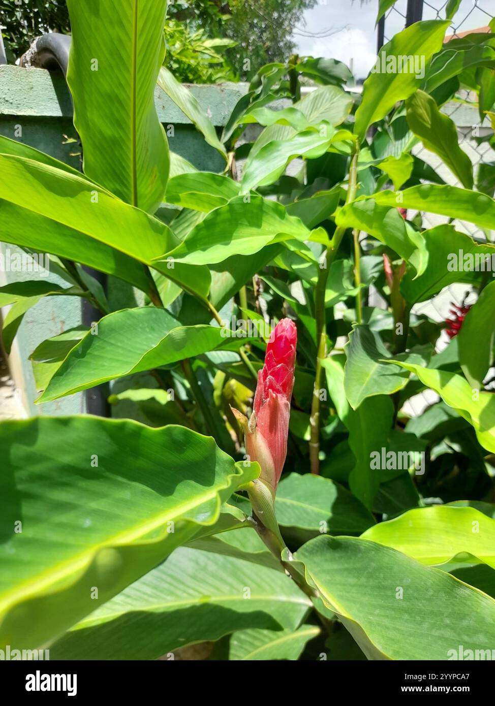 Red Ginger (Alpinia purpurata Stock Photo - Alamy