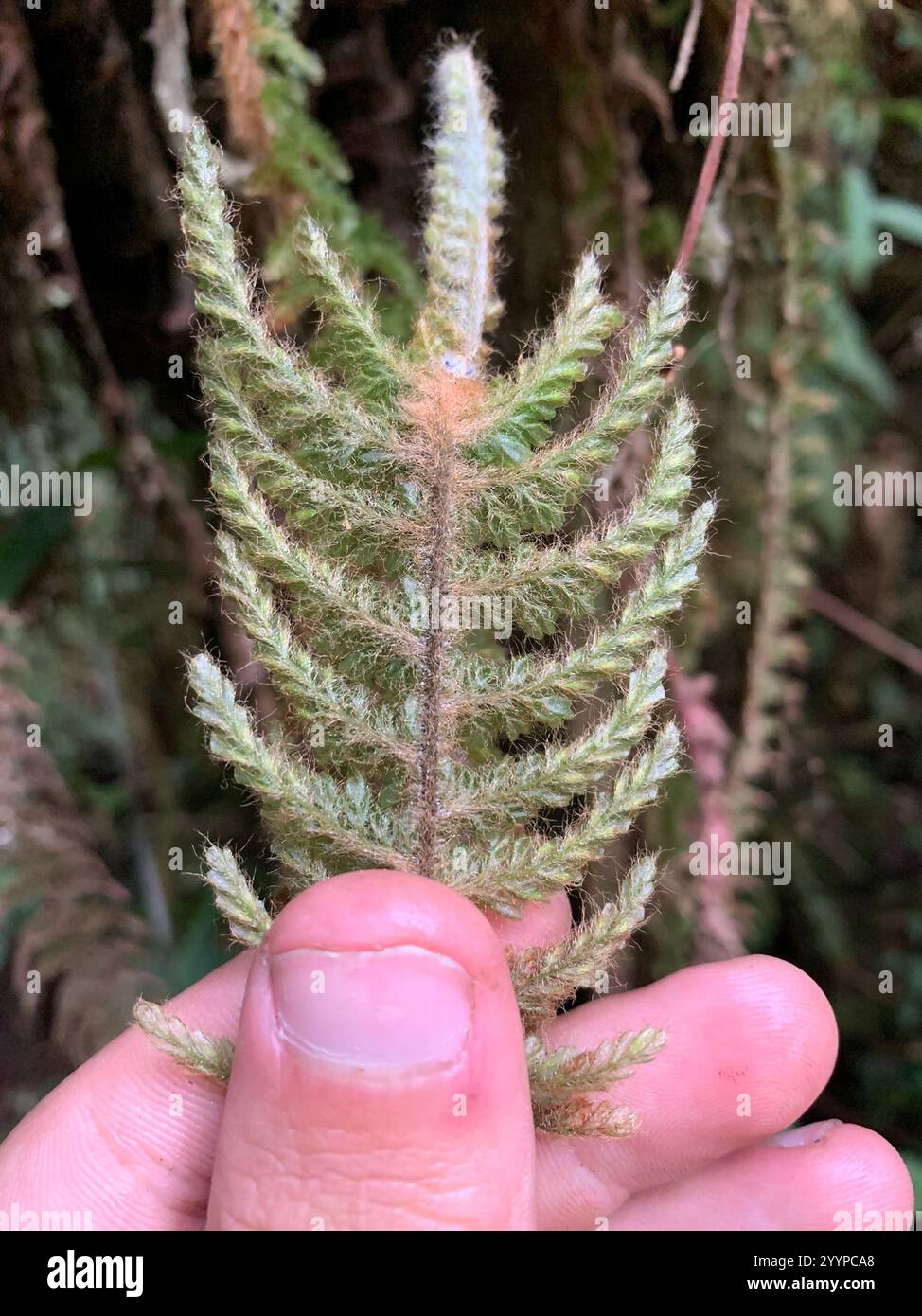 Filmy Ferns and Bristle Ferns (Hymenophyllaceae Stock Photo - Alamy