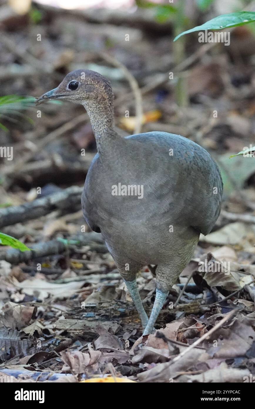 Tinamus hi-res stock photography and images - Alamy