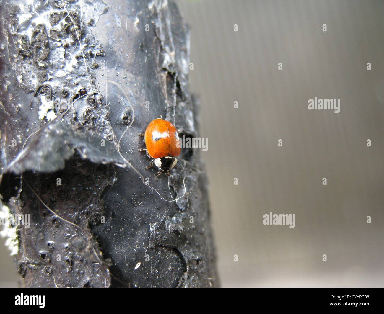 Two-spotted Lady Beetle (Adalia bipunctata Stock Photo - Alamy
