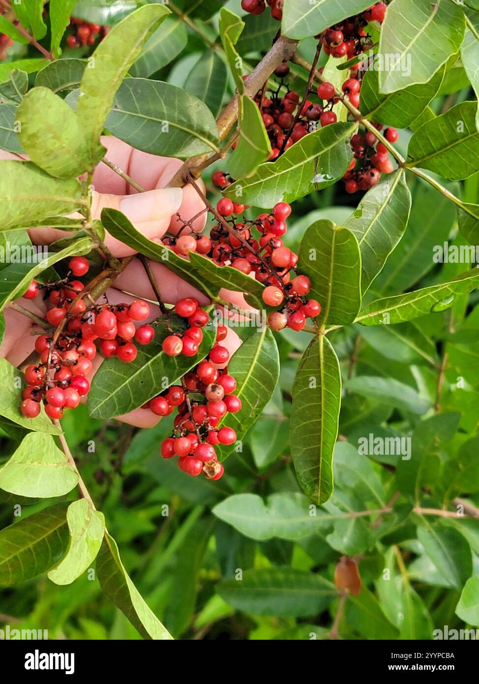 Brazilian pepper (Schinus terebinthifolia Stock Photo - Alamy