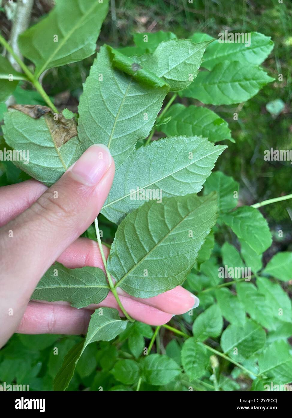 European ash (Fraxinus excelsior Stock Photo - Alamy