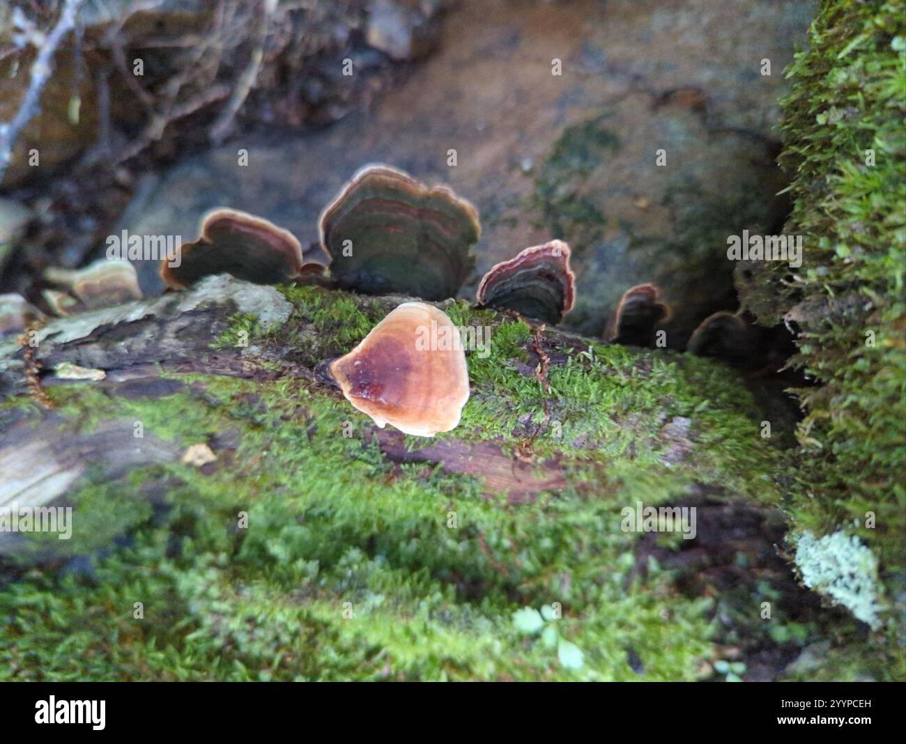 Stereum fasciatum hi-res stock photography and images - Alamy