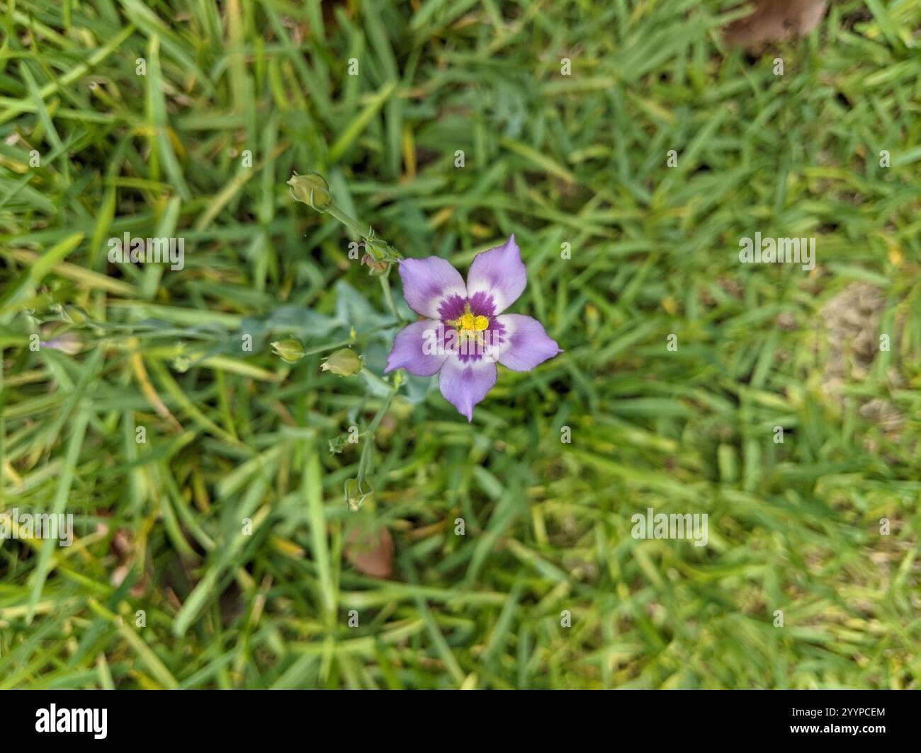 catchfly prairie gentian (Eustoma exaltatum Stock Photo - Alamy