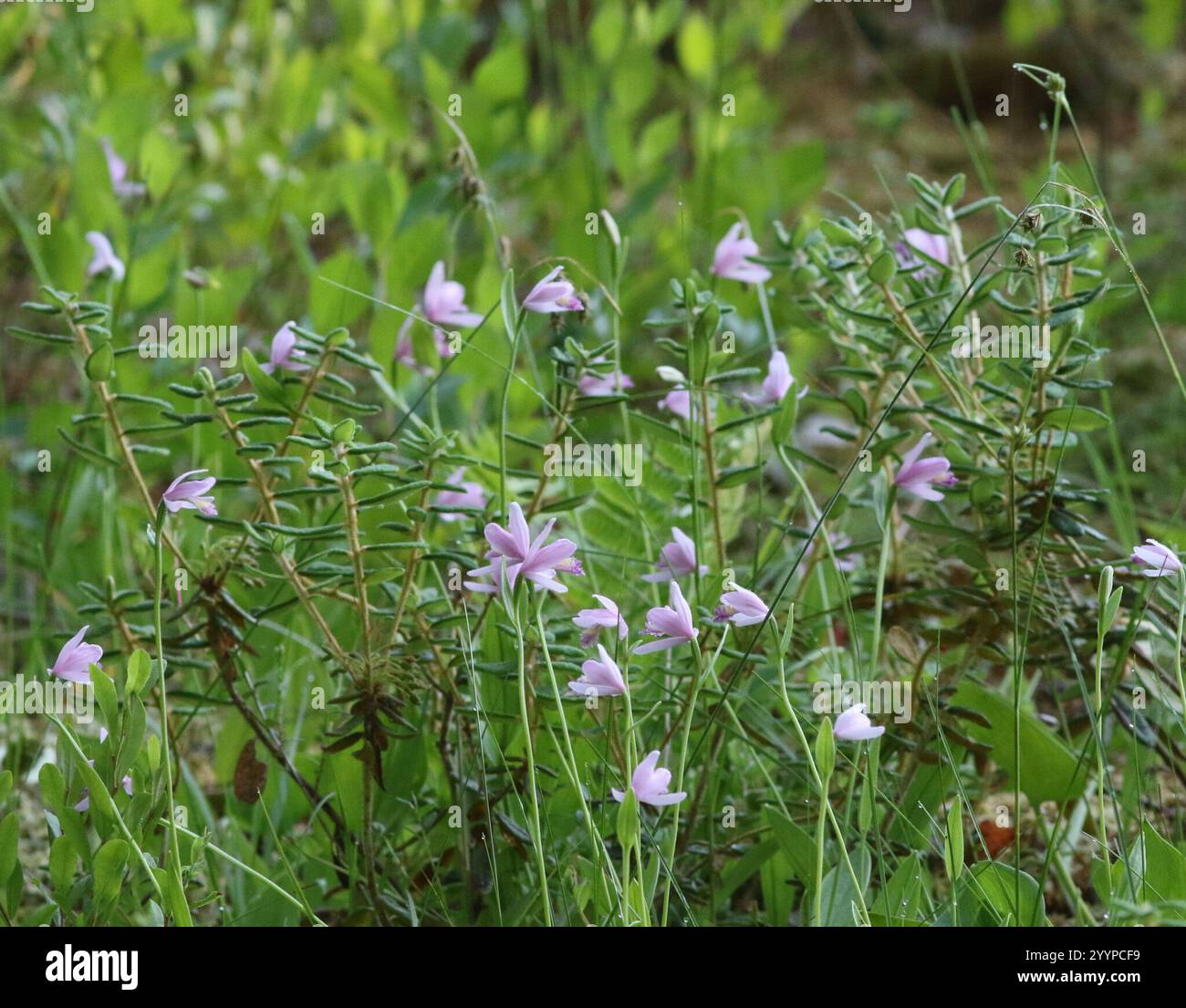 Rose Pogonia (Pogonia ophioglossoides Stock Photo - Alamy