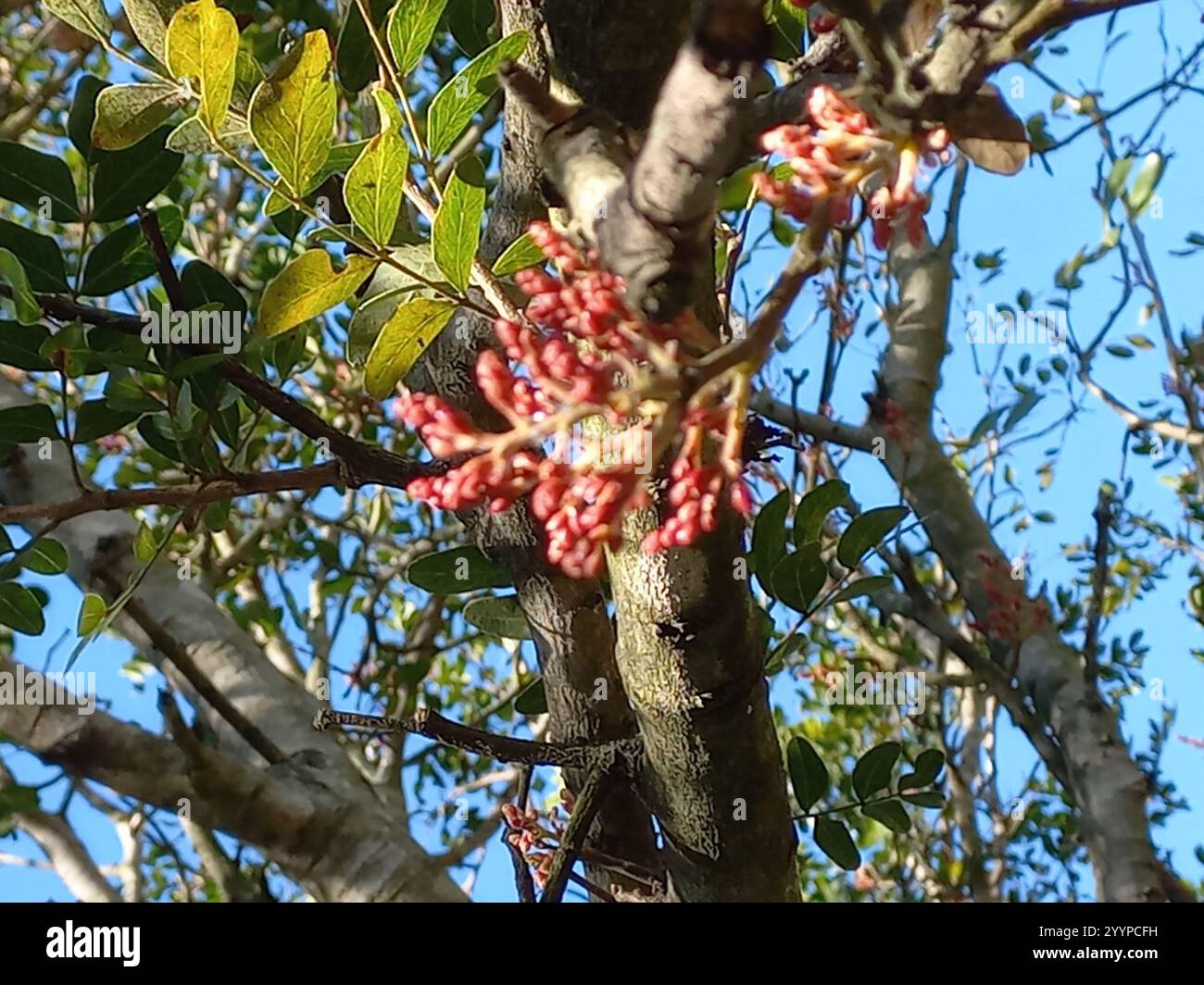 Weeping Boerbean (Schotia brachypetala Stock Photo - Alamy