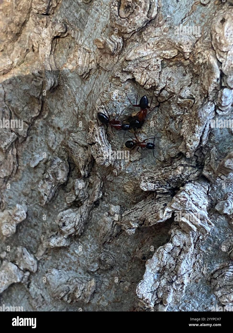 Texas Carpenter Ant (Camponotus texanus Stock Photo - Alamy