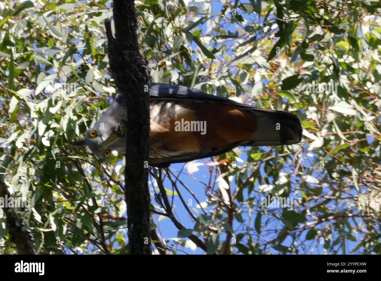 Pacific Baza (Aviceda subcristata Stock Photo - Alamy