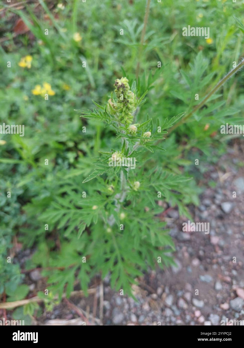 common ragweed (Ambrosia artemisiifolia Stock Photo - Alamy